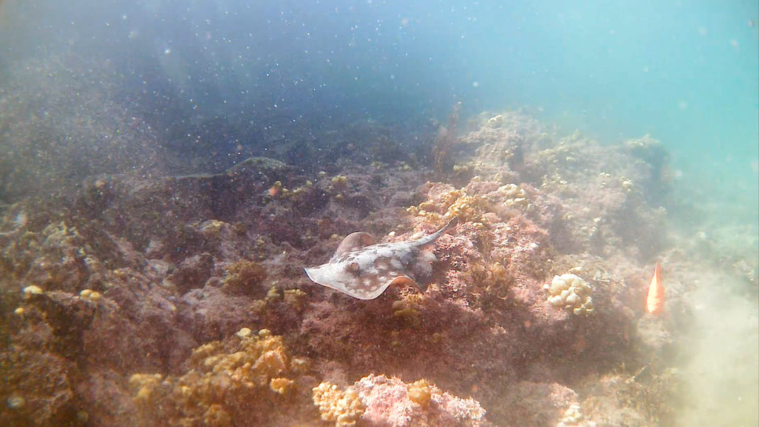 exploreHD 3.0 (400m) Underwater ROV/AUV USB General Vision Camera – DeepWater Exploration